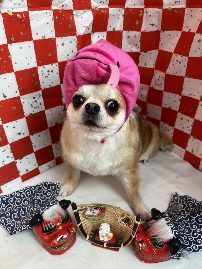 希空ちゃん R7年1月20日 - 浦安 トリミング・ペットホテルのカムカムラブー